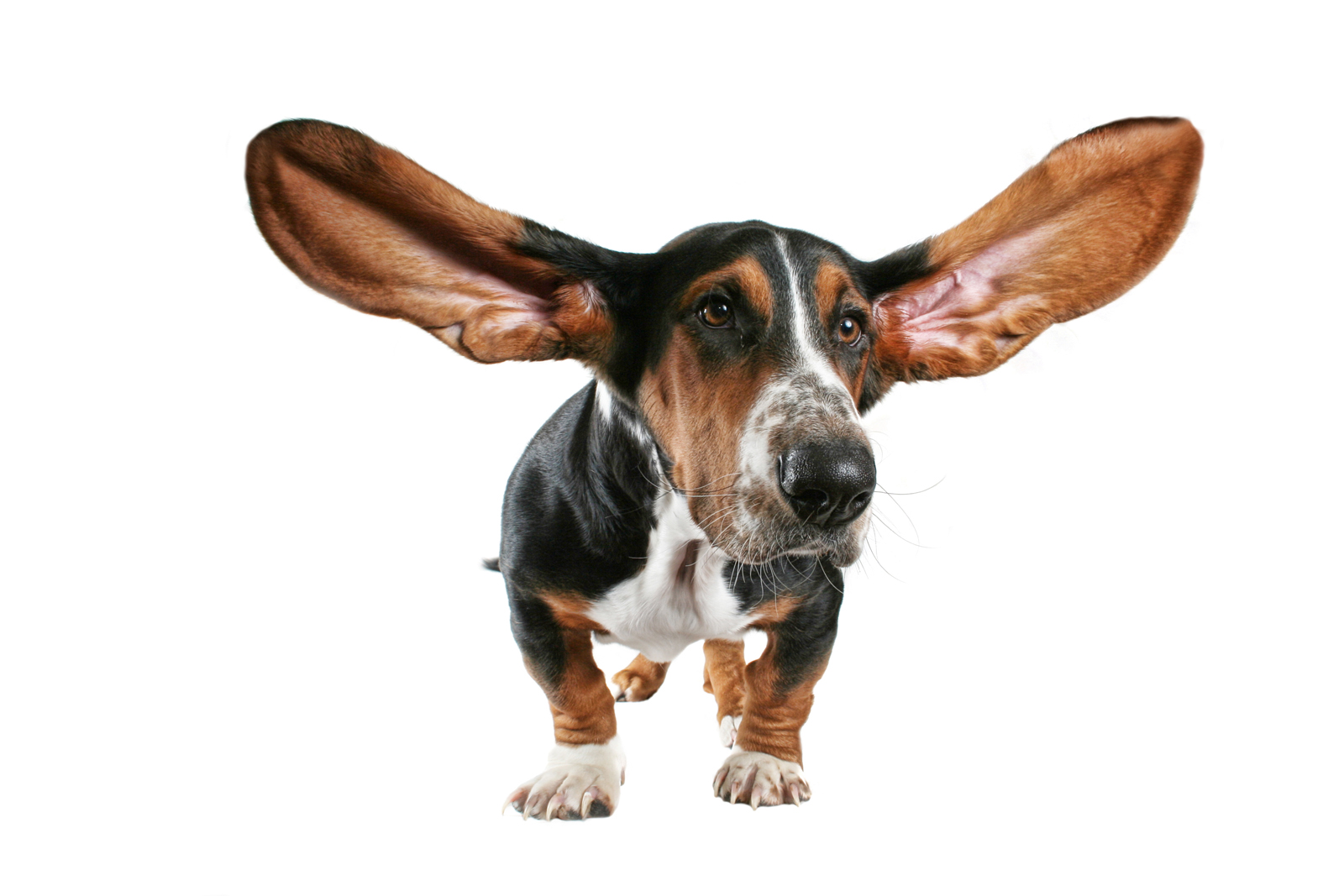Puppy Up Foundation | 6 Mistakes to Avoid When Cleaning Your Dog’s Ears