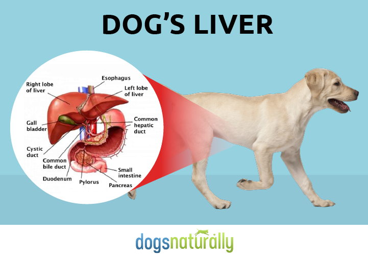 Puppy Up Foundation | What That Liver Enzyme Test Is Telling You