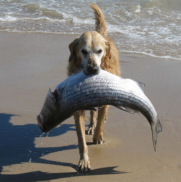 Puppy Up Foundation | Fish Oil For Dogs: 5 Reasons You Should Dump It