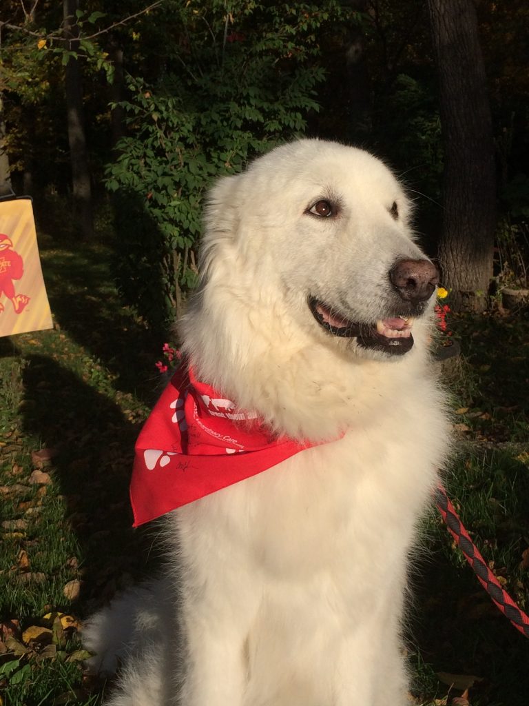 Puppy Up Foundation | Abby Peck
