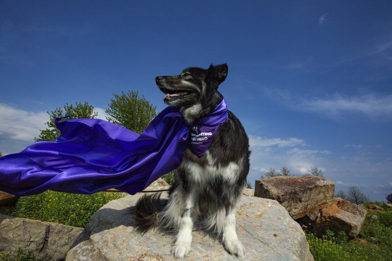 Puppy Up Foundation | Lykaios