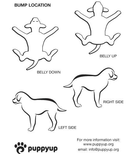 Puppy Up Foundation | Lumps and Bumps. Checking Every Month Saves Lives.