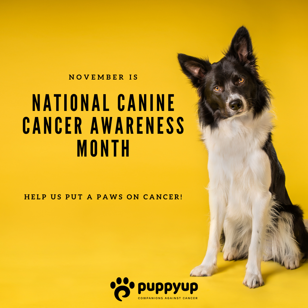 Puppy Up Foundation | Canine Cancer Awareness Month